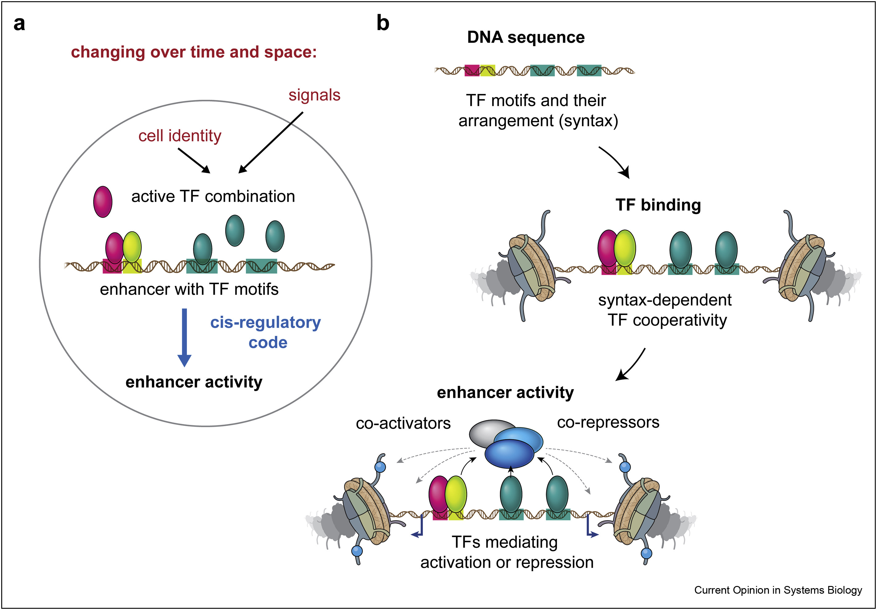关于转录因子如何读取顺式调控代码的七个误区_seven myths of how transcription factors read the ...