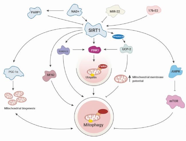 科研助攻 | Sirtuins 蛋白，真的会让人类长寿吗？| MedChemExpress (MCE)-CSDN博客