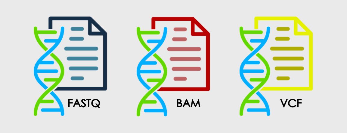 FASTQ! BAM! VCF_fastq转vcf-CSDN博客