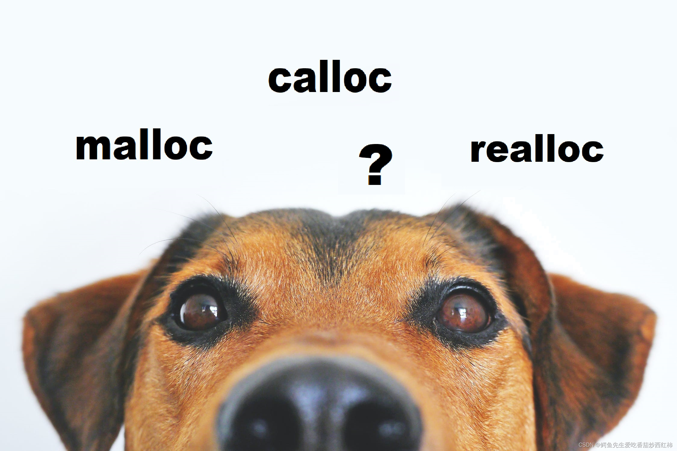 C语言动态内存分配—malloc、calloc、realloc动态内存分配函数介绍—一些常见的动态内存错误及其避免或解决方法-CSDN博客