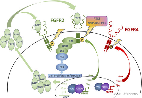 FGF7：药物耐受调控_fgf-7细胞受体-CSDN博客