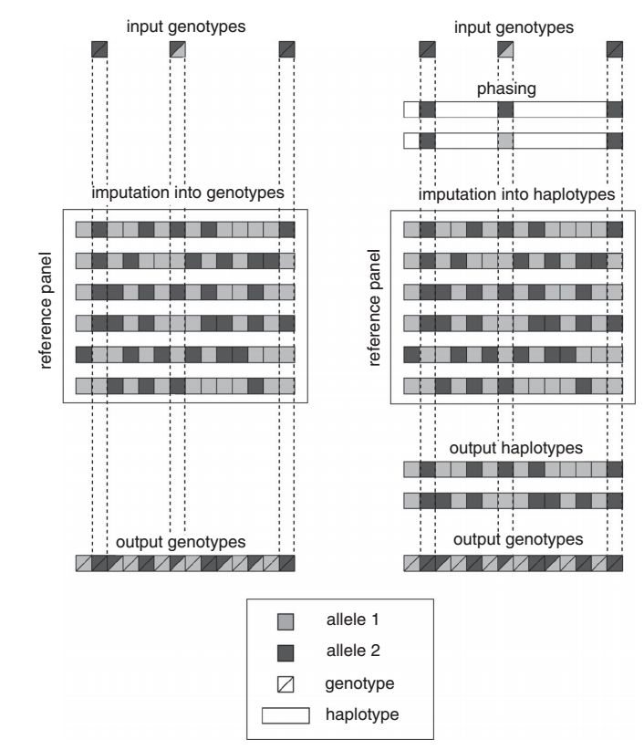 基因型填充中的phasing究竟是什么-CSDN博客