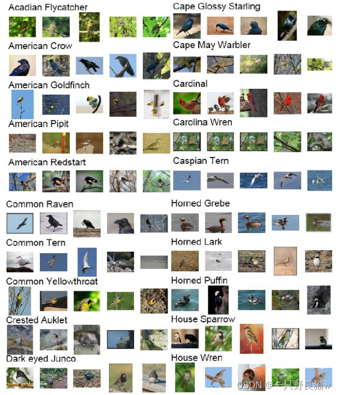 The Caltech-UCSD Birds-200-2011 Dataset-CSDN博客