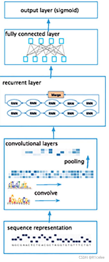 DNA/RNA基序挖掘中的深度学习研究进展（A survey on deep learning in DNA/RNA motif mining）_rnaincoder: a deep ...