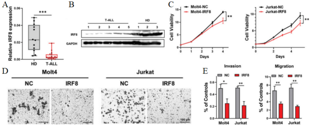 AbMole| FB23-2和Actinomycin D揭秘IRF8在淋巴细胞白血病中作用机制_fb23-2抑制fto表达-CSDN博客
