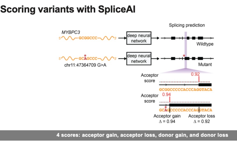 【Gene Expression Prediction】Part4 Predicting splicing from primary sequence_splice acceptor-CSDN博客