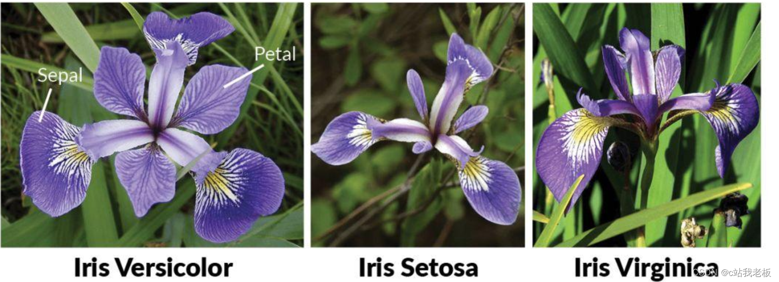 机器学习-KNN以及对鸢尾花分类_dataset.groupby('species').size()-CSDN博客