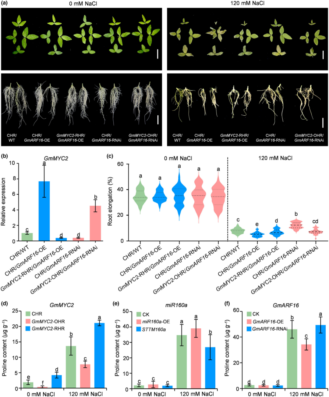 New Phytol | 植物miRNA-转录因子-靶基因模块调控网络如何构建_microrna–mrna调节网络-CSDN博客