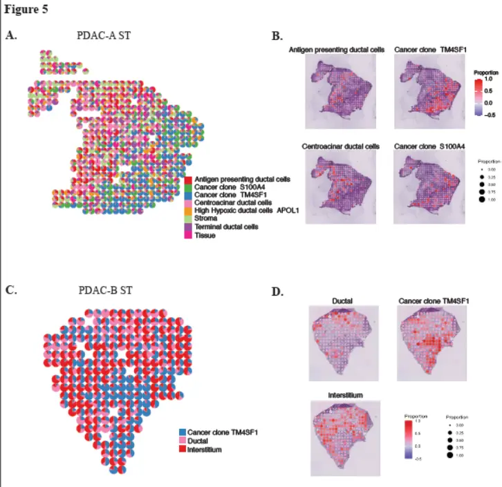 10X单细胞空间联合分析之四----DSTG_dstg: deconvoluting spatial transcriptomics data t-CSDN博客