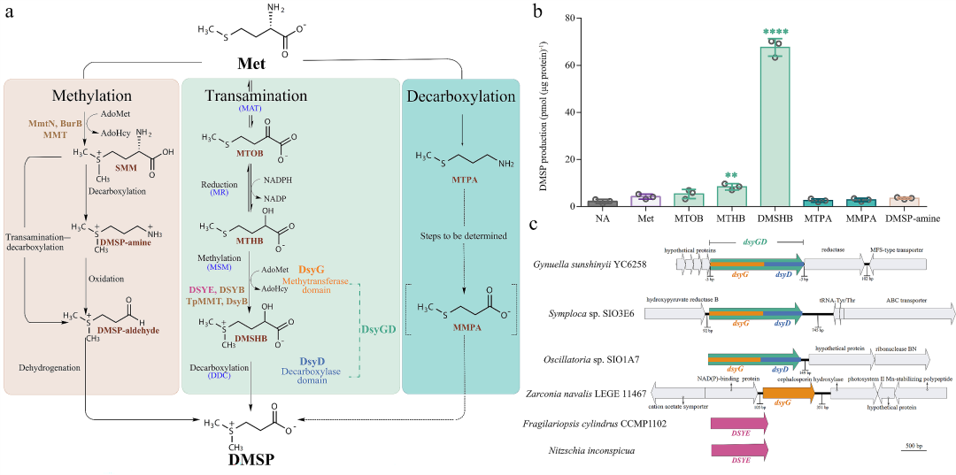 Nature Microbiology | 中国海洋大学张晓华团队发现新型DMSP合成酶-CSDN博客