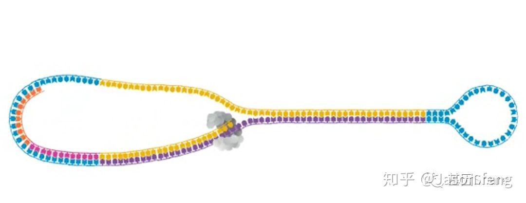 Pacbio测序原理以及SMRT bell文库构建流程简述-CSDN博客