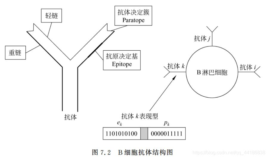 【智能优化算法】人工免疫算法 Immune Algorithm Ia 1986 Csdn博客 