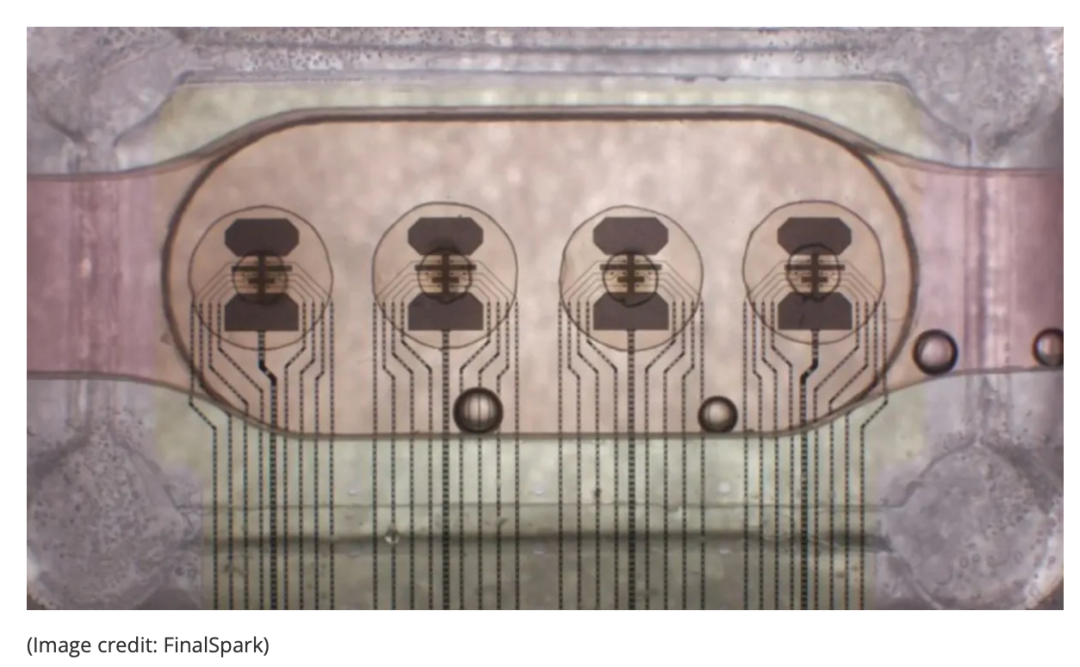 全球首台生物计算机开放服务：16个人脑类器官，能耗节省百万倍_英国 finalspark 公司 机构:英国 finalspark 公司 成果 ...