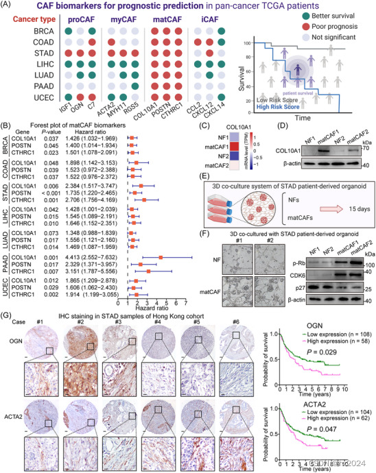 肿瘤相关成纤维细胞分型及单细胞深入研究（文献）_pancaf-CSDN博客