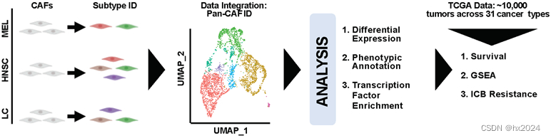 肿瘤相关成纤维细胞分型及单细胞深入研究（文献）_pancaf-CSDN博客