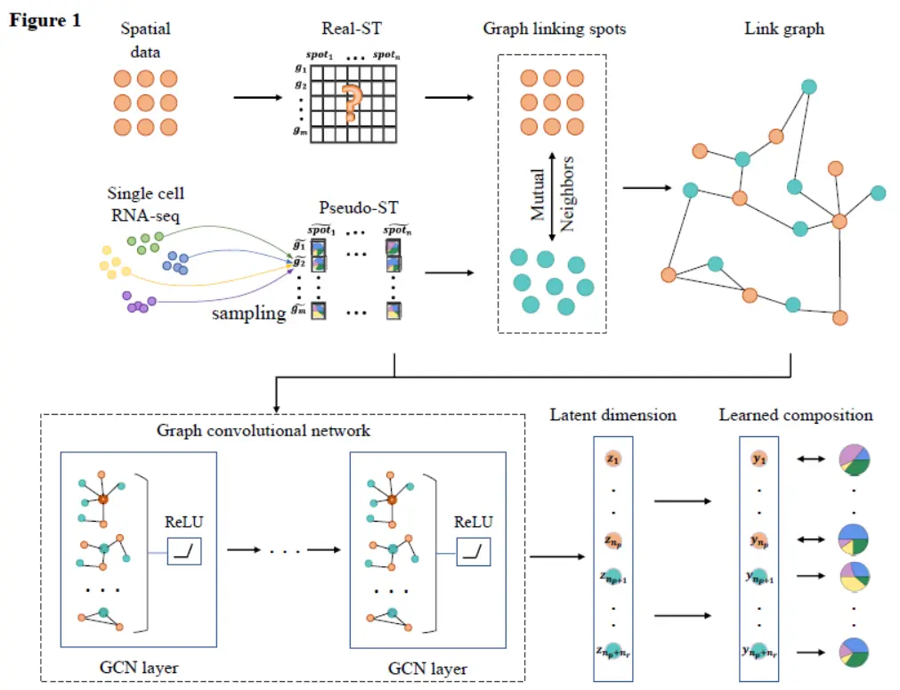 10X单细胞空间联合分析之四----DSTG_dstg: deconvoluting spatial transcriptomics data ...