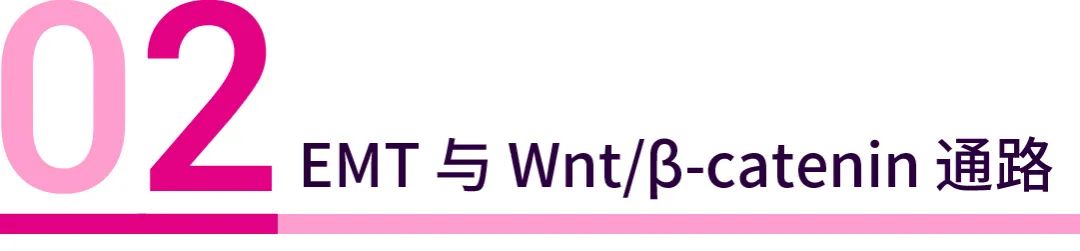 Wnt/β-catenin通路的激活途径在肿瘤研究的应用 - MedChemExpress_emt激活-CSDN博客