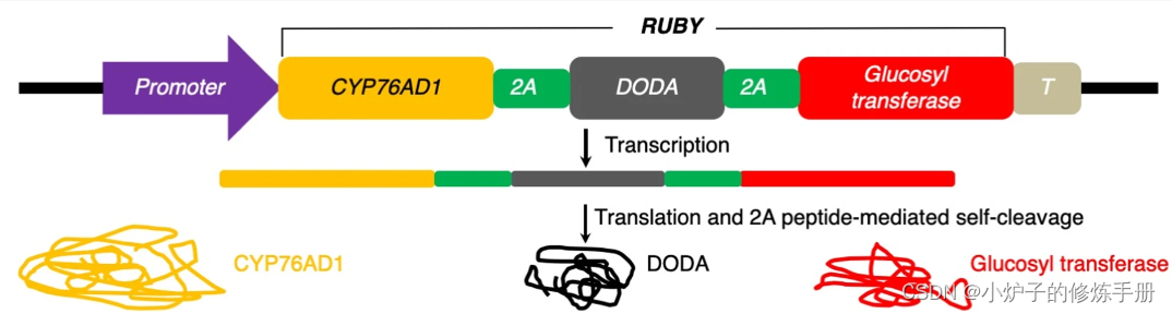 【文献】Ruby基因相关文献-CSDN博客