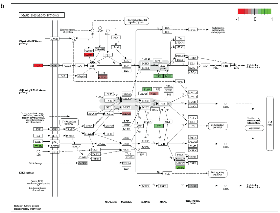 Pathview包教程|5.高分文章案例示范-CSDN博客