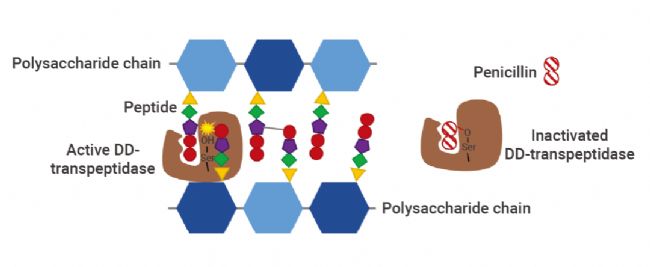 干货分享 | 抗生素你了解多少？样品的爱好你真的清楚吗？ | MedChemExpress (MCE)_antibiotic amphotericin b-CSDN博客