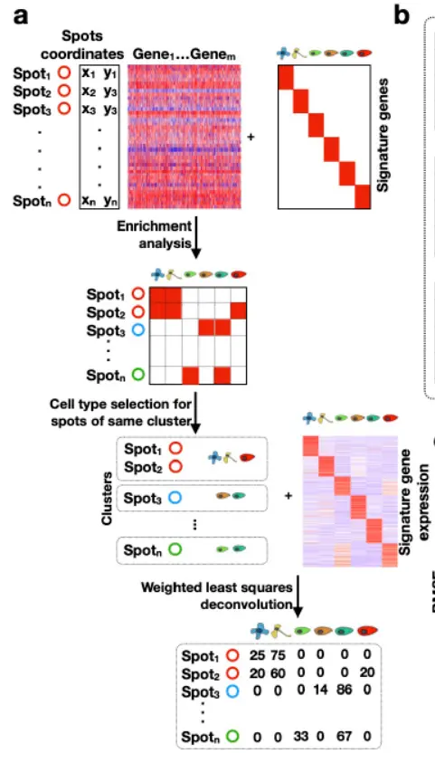 10X单细胞空间联合分析之五----spatialDWLS-CSDN博客