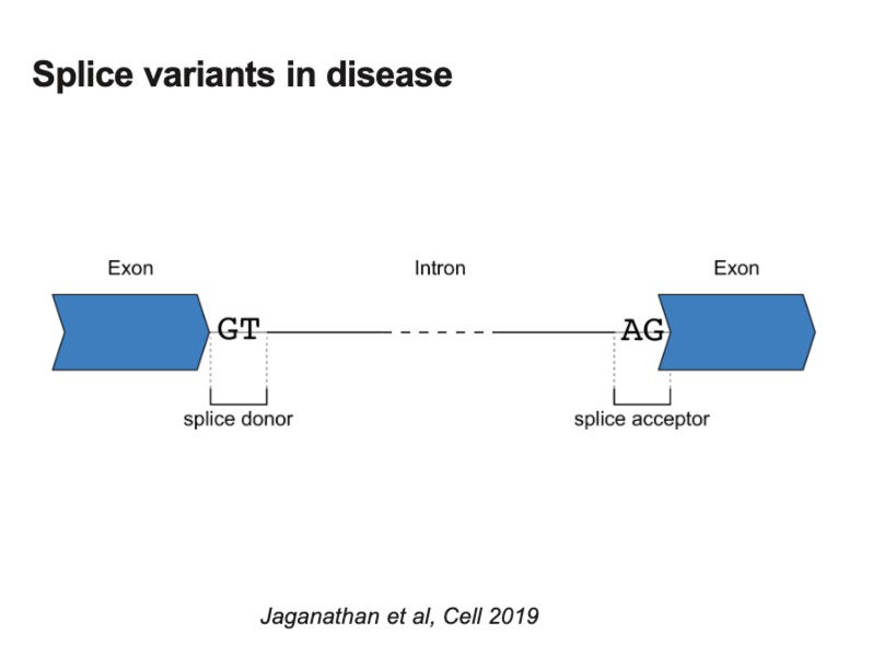 【Gene Expression Prediction】Part4 Predicting splicing from primary sequence_splice acceptor-CSDN博客