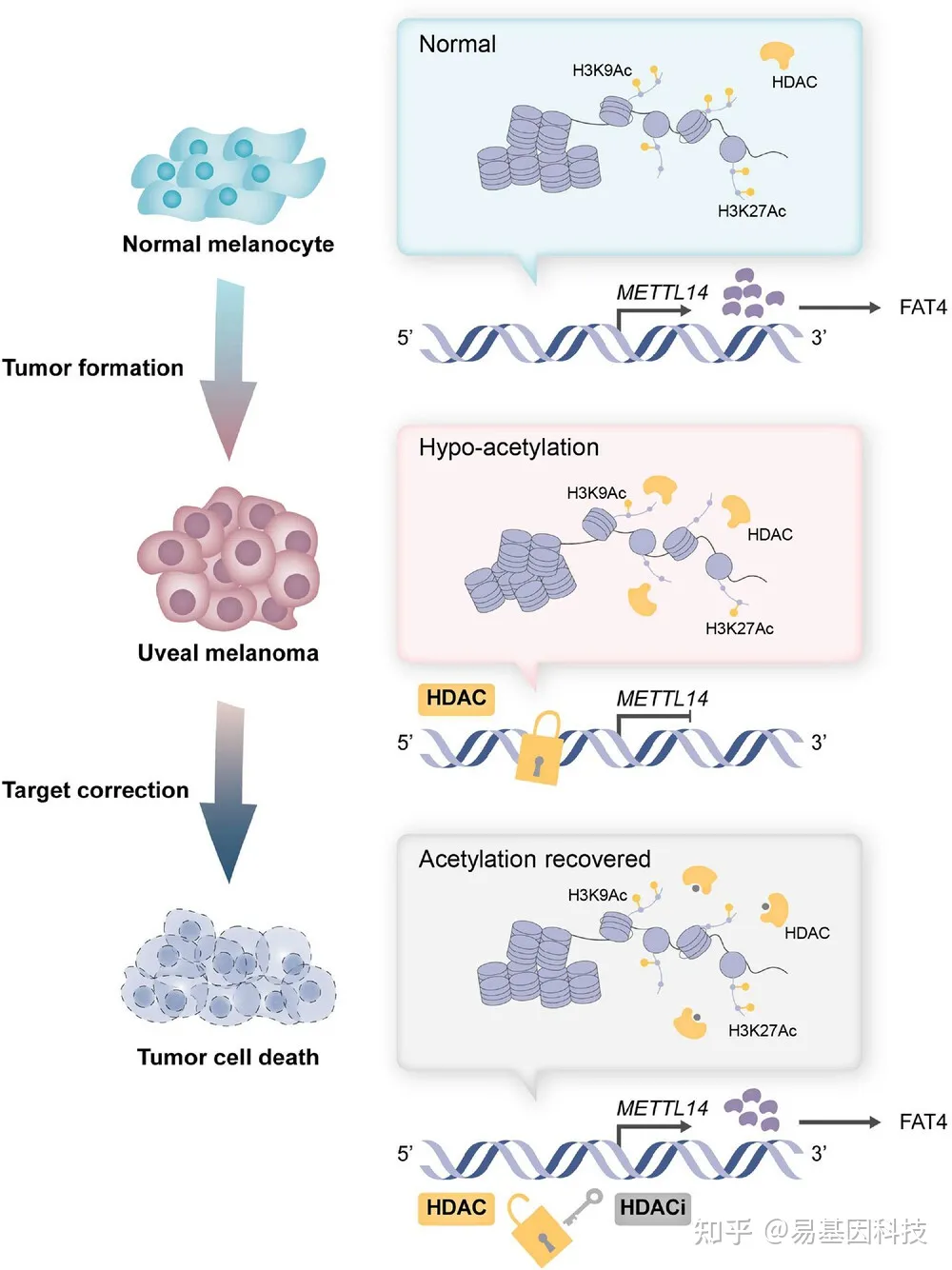 易基因： MeRIP-seq等揭示组蛋白乙酰化和m6A修饰在眼部黑色素瘤发生中的互作调控｜肿瘤研究_merip-seq原理图-CSDN博客