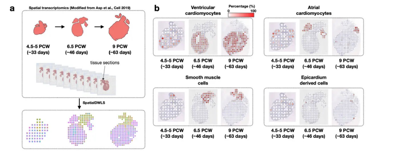 10X单细胞空间联合分析之五----spatialDWLS-CSDN博客
