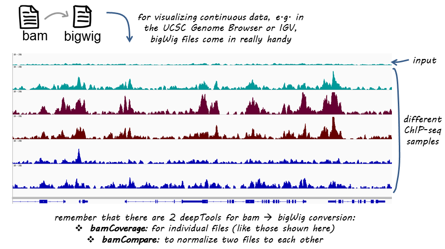 如何使用deeptools处理BAM数据-CSDN博客