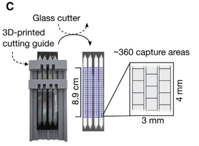 Cell | Open-ST 高分辨率3D空间转录组学技术绘制亚细胞精度的组织图谱_stero-seq 亚细胞 图谱-CSDN博客
