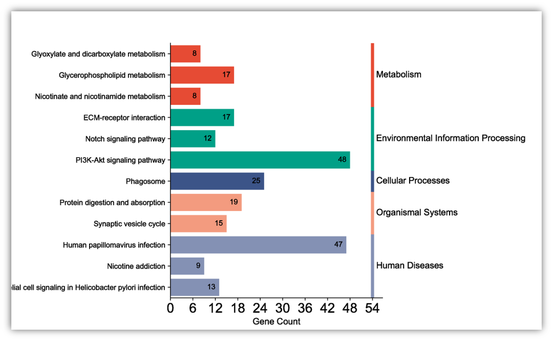 KEGG注释：KEGG富集可视化柱状图_TS的美梦-永洪数据分析社区