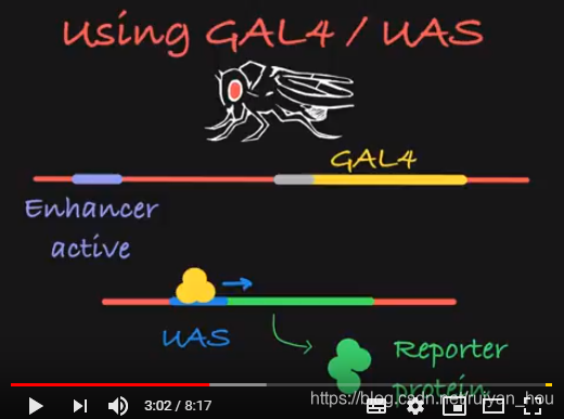 使用UAS-GAL4系统在果蝇中敲低某一基因的表达_gal4-uas-CSDN博客