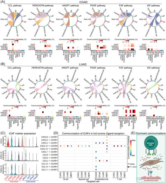 肿瘤相关成纤维细胞分型及单细胞深入研究（文献）_pancaf-CSDN博客