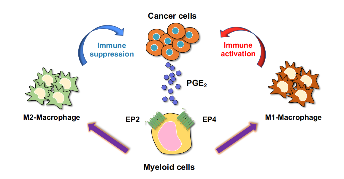 5YWY、7CX2/3/4之间的关系 + 新型 EP2/EP4 受体双靶点拮抗剂的设计、合成及其在肿瘤免疫治疗中的应用 论文阅读_癌细胞上有 ...