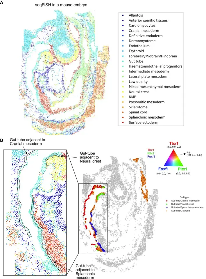 空间邻域分析导论（CellNeighborEX）-CSDN博客