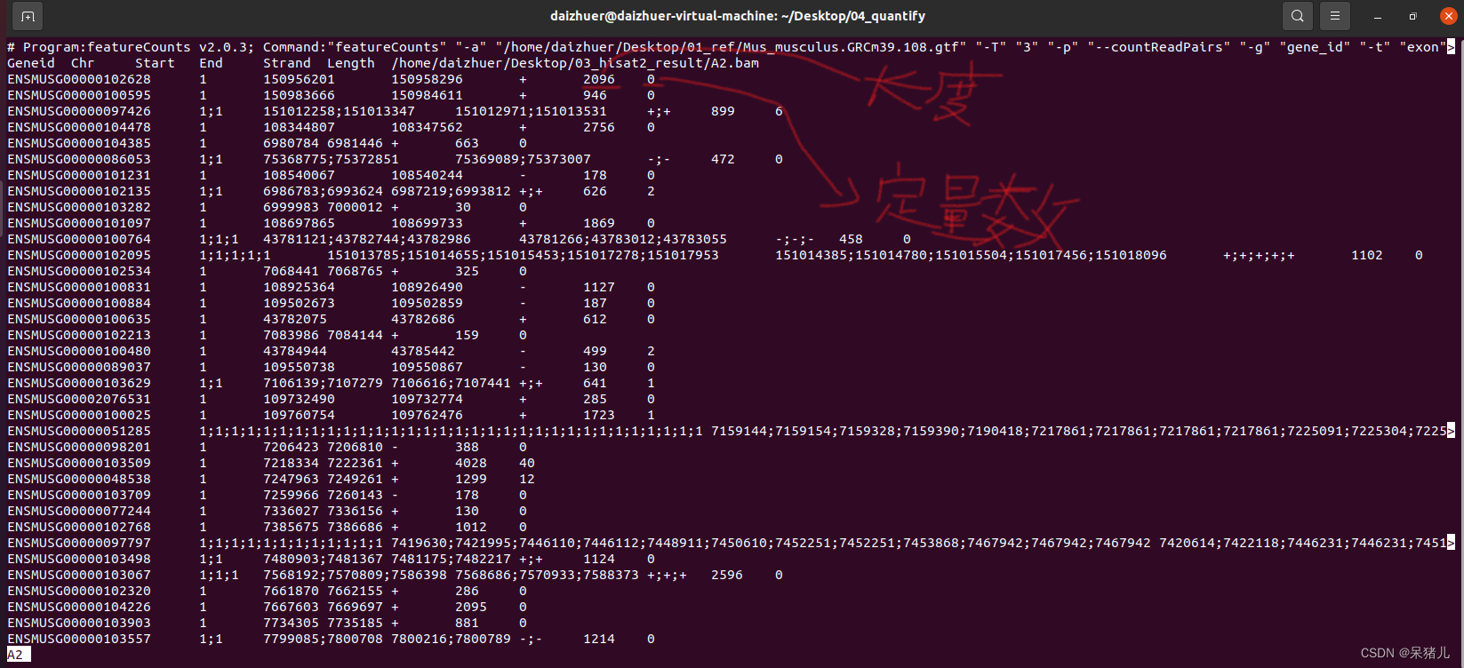 零基础入门转录组上游分析——第五章（表达定量）_--countreadpairs-CSDN博客