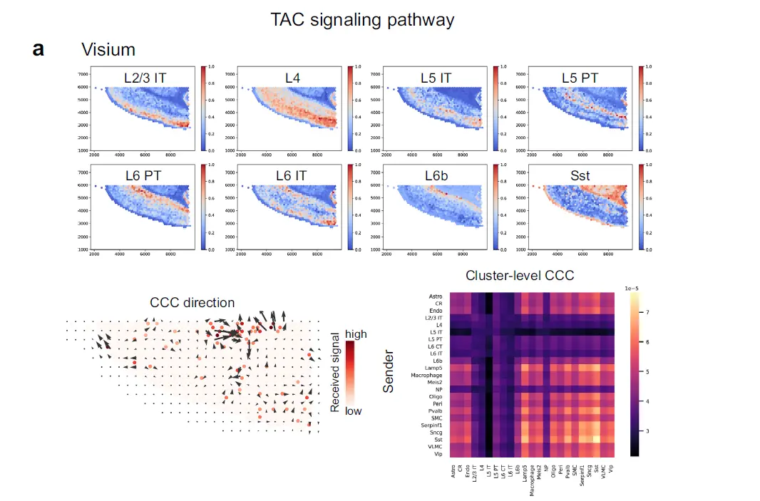通过空间行为（optimal transport）推断空间细胞间通讯信号方向(COMMOT)_screening cell–cell communication in spatial ...