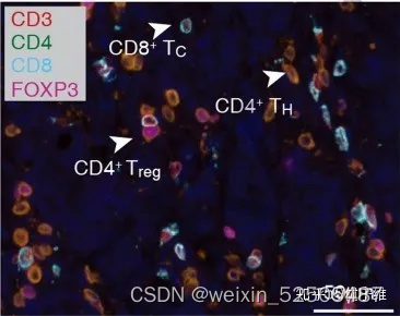 多重荧光免疫组化（mIHC）实验原理-CSDN博客