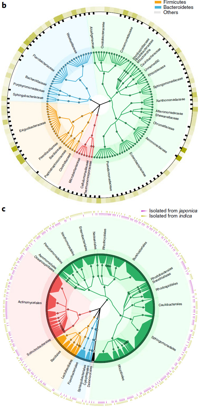 重现2篇Nature中GraPhlAn绘制的超高颜值物种树Cladogram_graphlan图怎么解读-CSDN博客