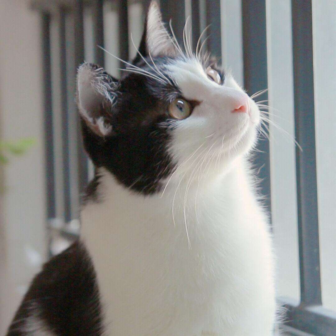 Opencv Python给图片添加半透明maskpython Opencv Mask透明度 Csdn博客