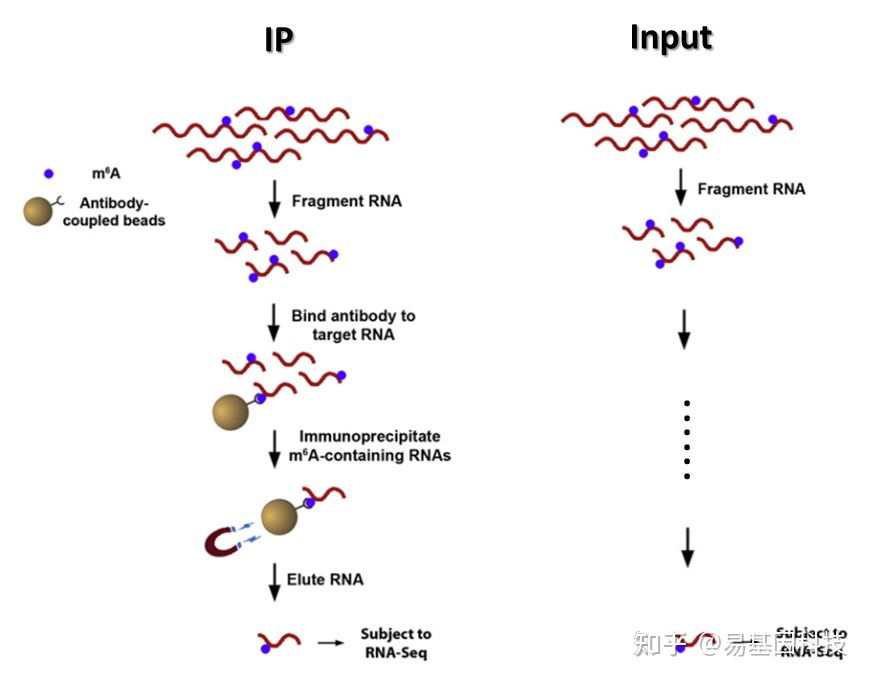 m6A RNA甲基化MeRIP-seq测序分析实验全流程解析_m6a-seq-CSDN博客