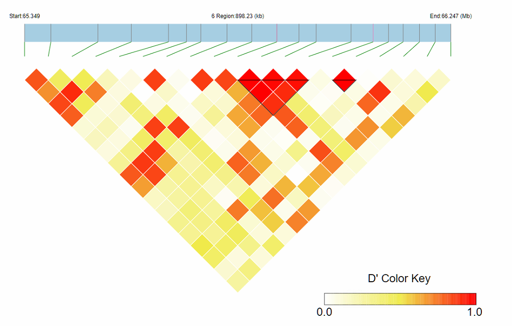 Haploview做单倍型教程1--软件安装_haploview ld linux-CSDN博客