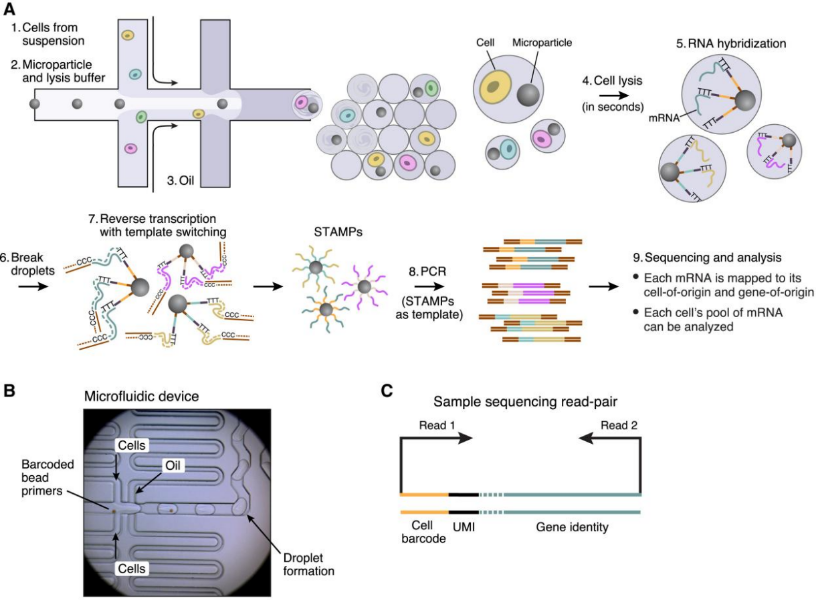 SAVER 学习总结_saver: gene expression recovery for umi-based sing-CSDN博客