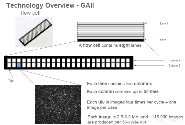 fastq与fasta文件格式解析-CSDN博客