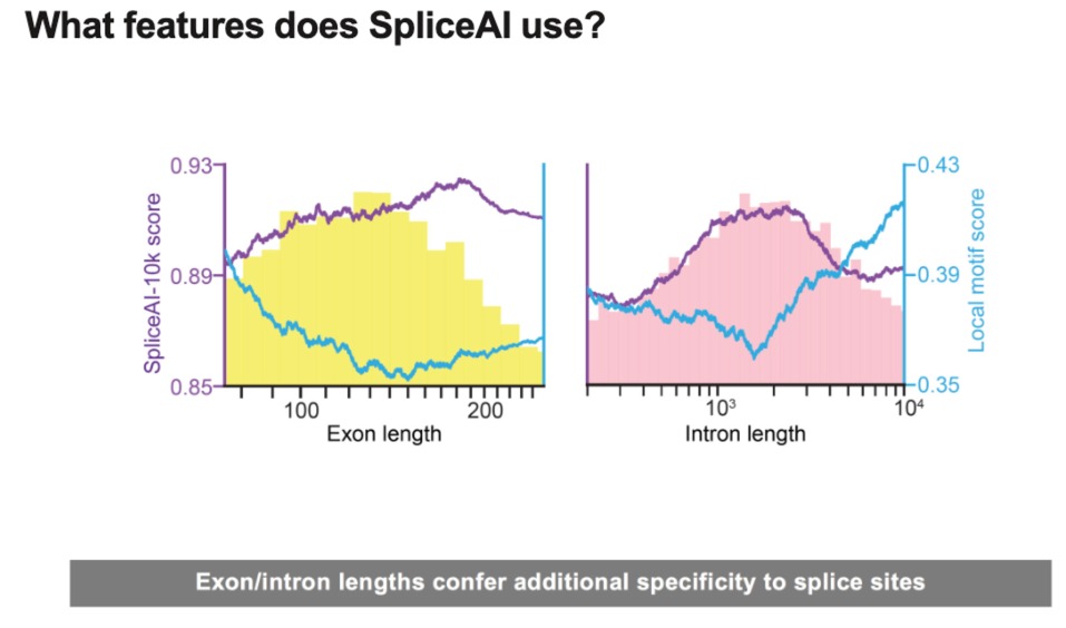 【Gene Expression Prediction】Part4 Predicting splicing from primary sequence_splice acceptor-CSDN博客