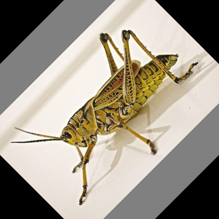 基于python-CNN深度学习卷积神经网络会飞的昆虫识别-含数据集+pyqt界面-CSDN博客