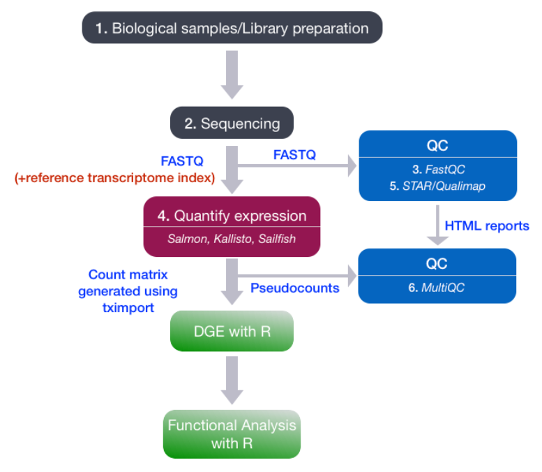 RNA-seq 详细教程：分析流程介绍（1）_ncrna-seq分析-CSDN博客