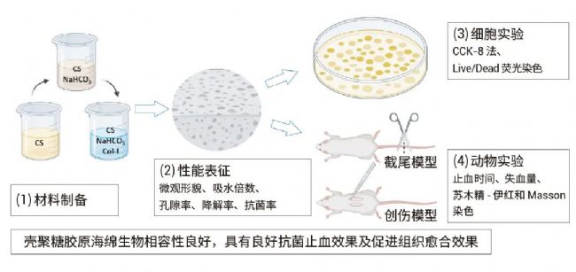 天然产物 | 低聚糖：在调节肠道菌群和免疫调节方面的重要作用 - MCE_hmos键什么作用-CSDN博客
