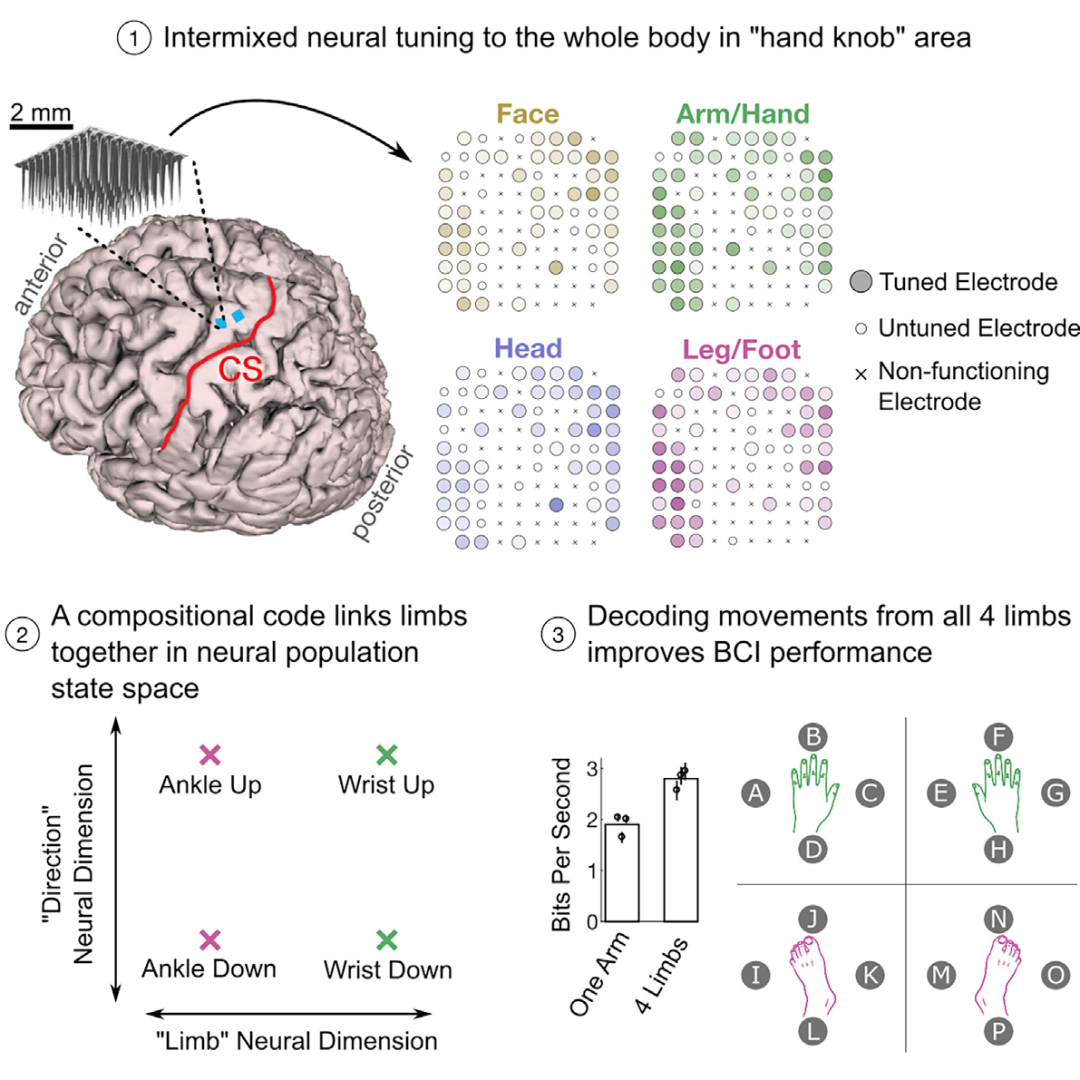 最新大脑图谱研究表明，手部的运动区域也与整个身体相连_hand knob area of premotor cortex represents ...