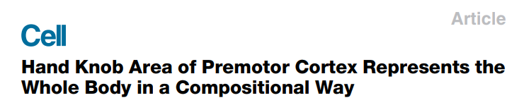 最新大脑图谱研究表明，手部的运动区域也与整个身体相连_hand knob area of premotor cortex represents ...